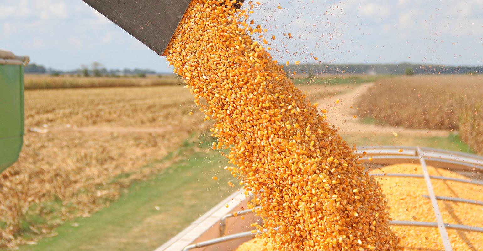 Ukrainian corn exports to China may fall to 3 million tons | Ukrainian ...