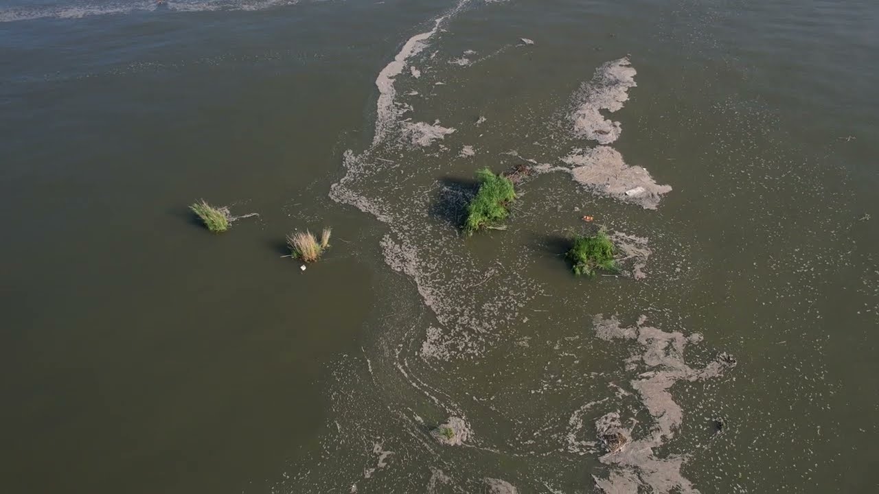 Bodies of dead cows washed up on the coast of Bulgaria | Ukrainian and ...