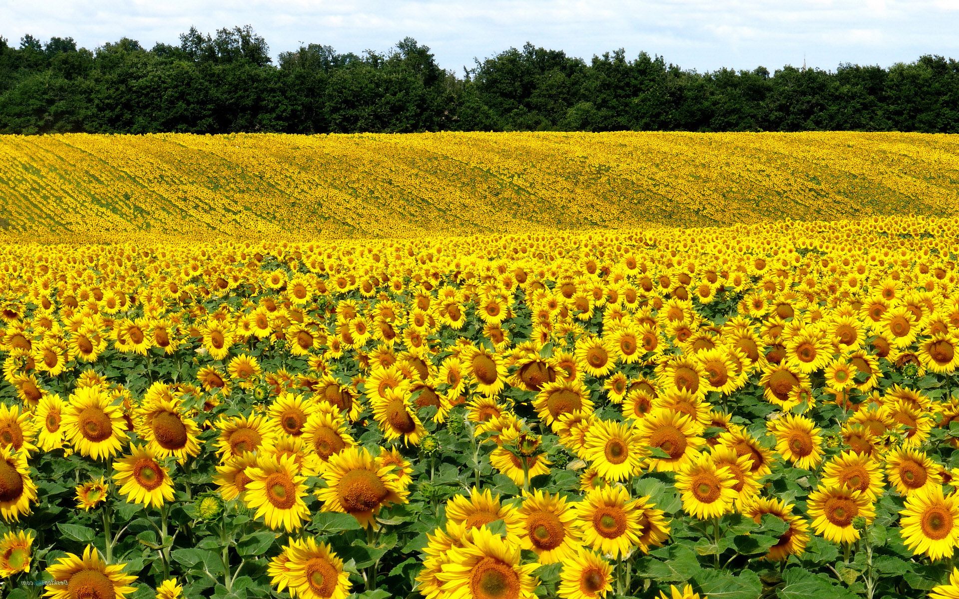 Trade wars may have a positive impact on Ukrainian sunflower ...