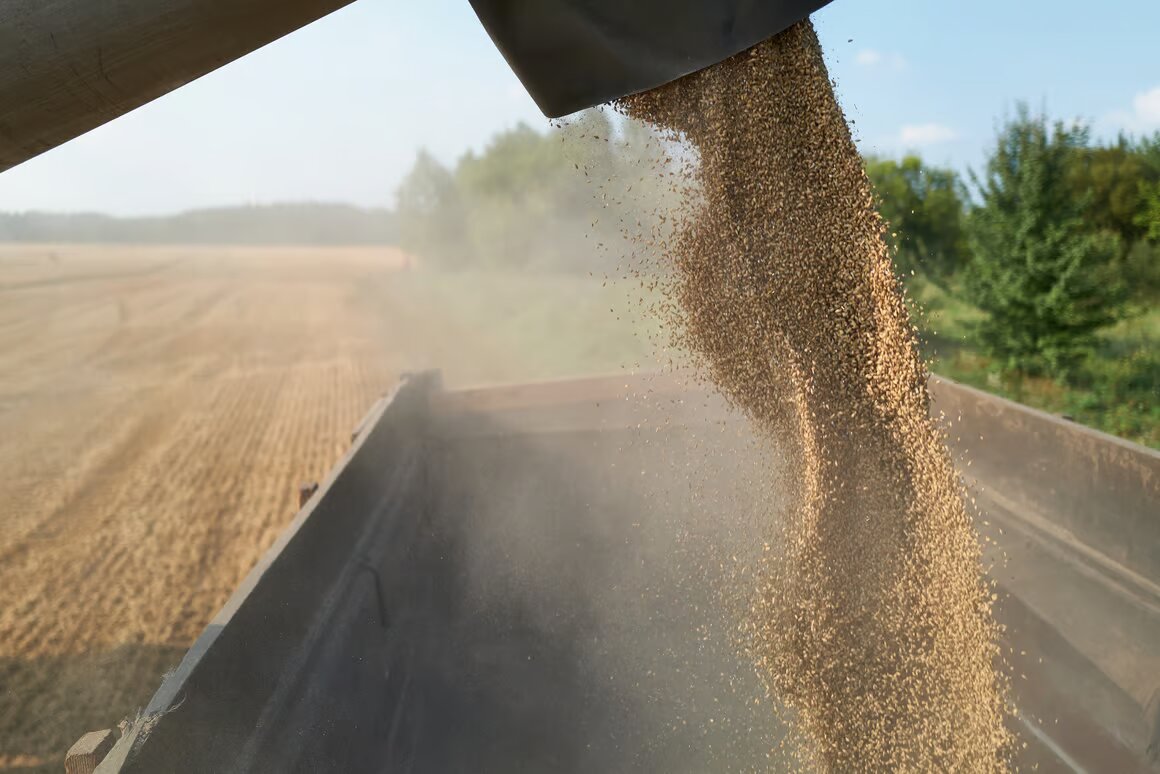 China tripled its imports of Russian grain | Ukrainian and World ...