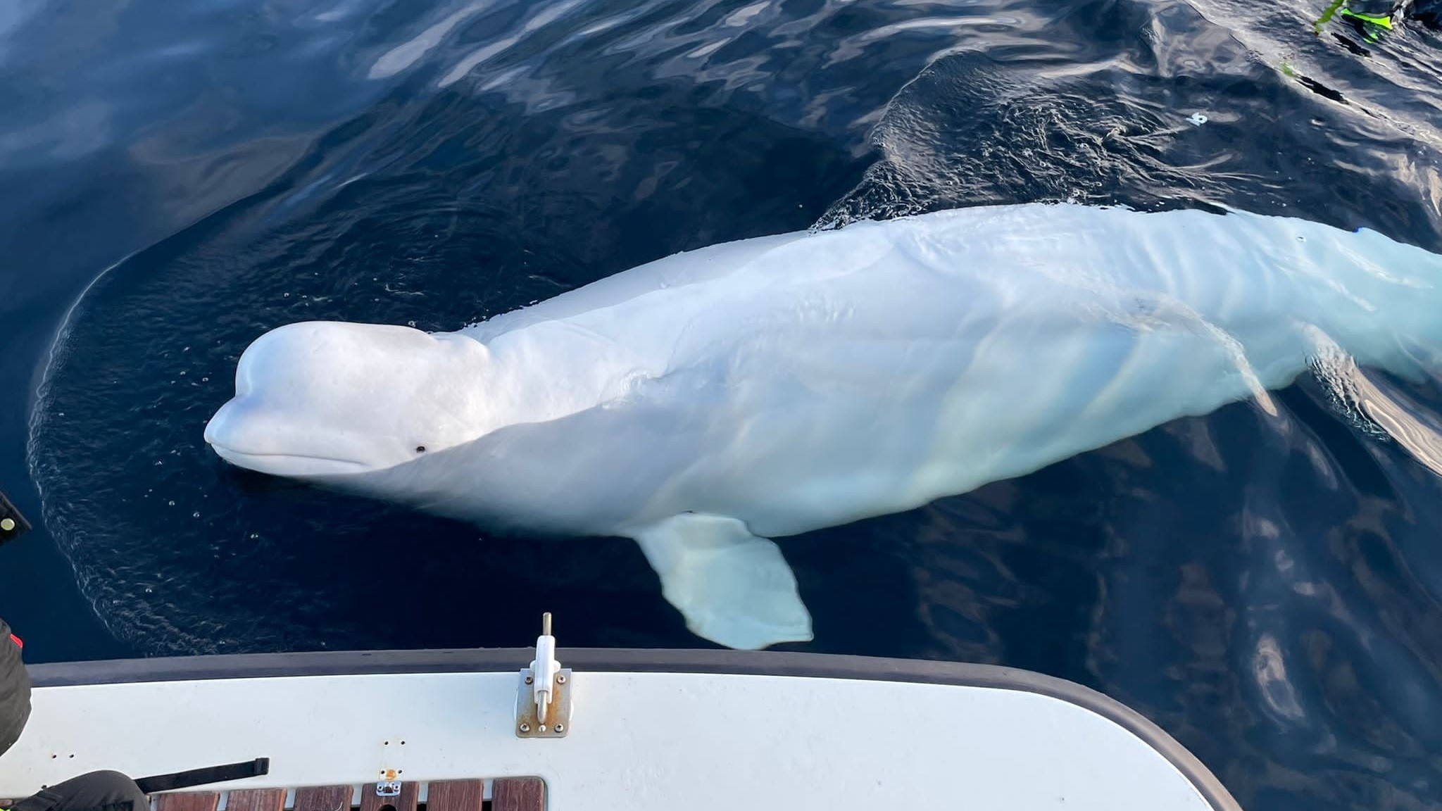 A Russian whale who spied for the Russian Federation was found dead ...