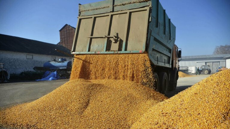 Egypt is interested in Ukrainian wheat, despite seasonal decline in ...